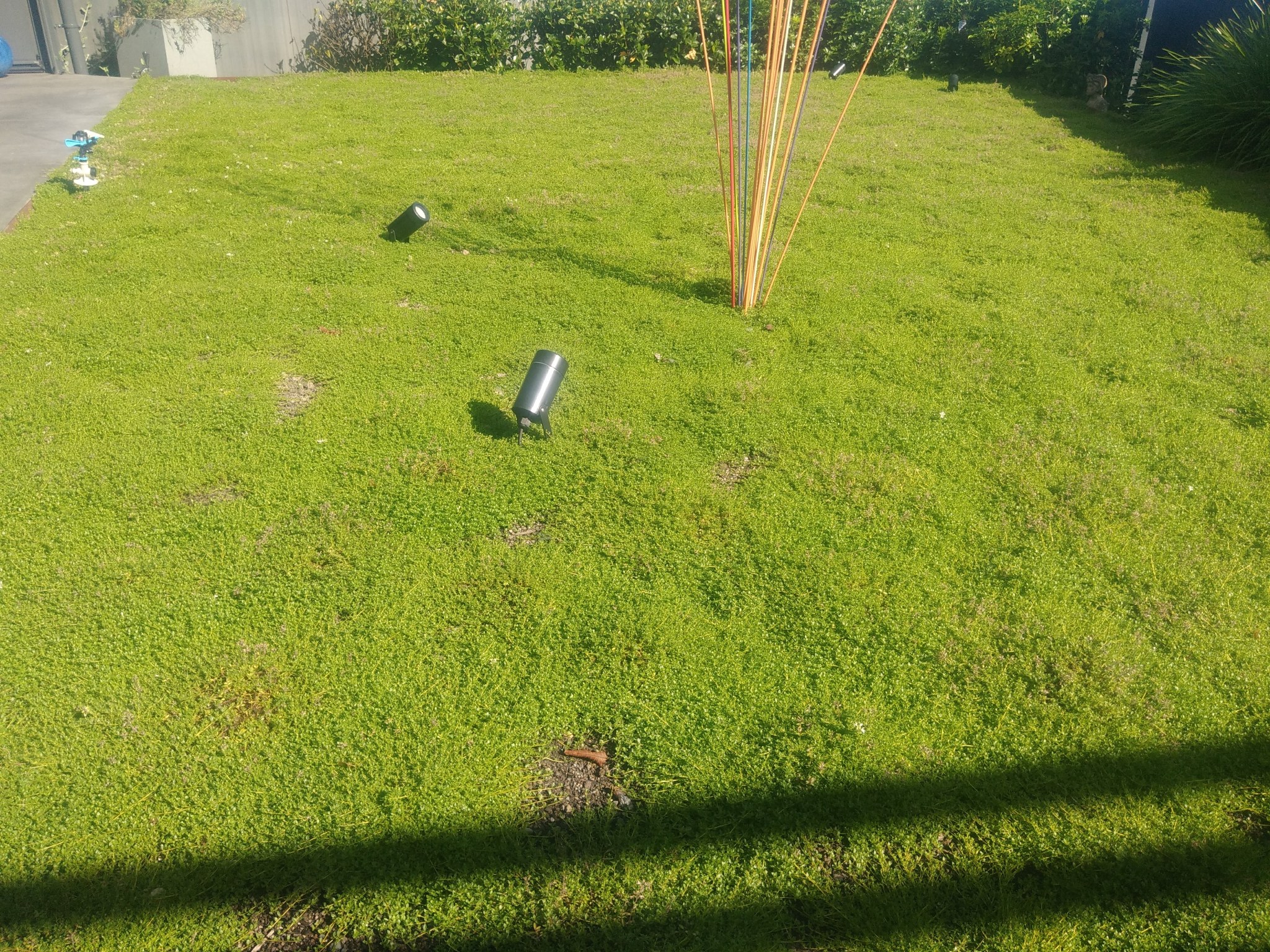 Photo Gallery – No Mow