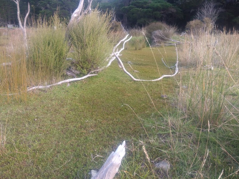 Photo Gallery – No Mow